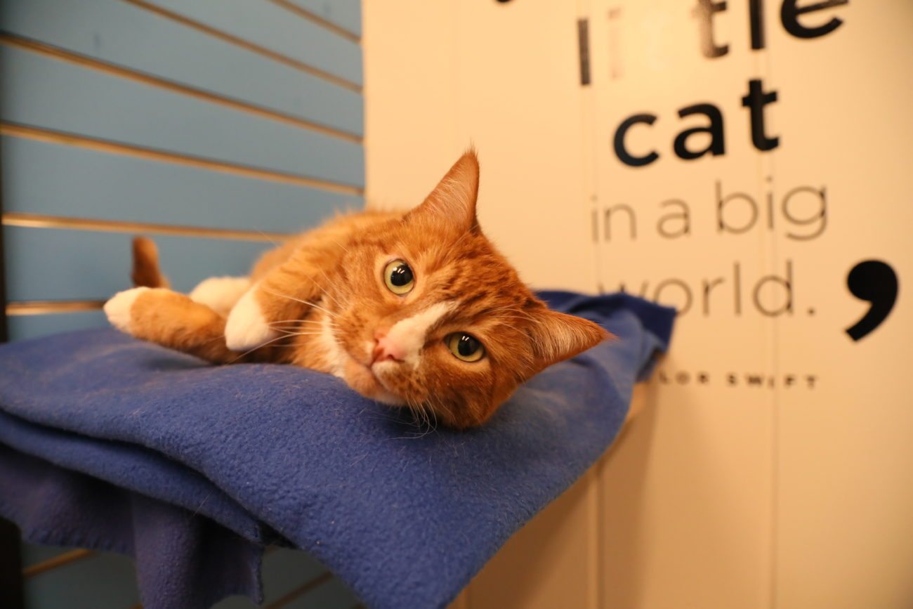 The Wallis Annenberg PetSpace - Blog - MATT Construction