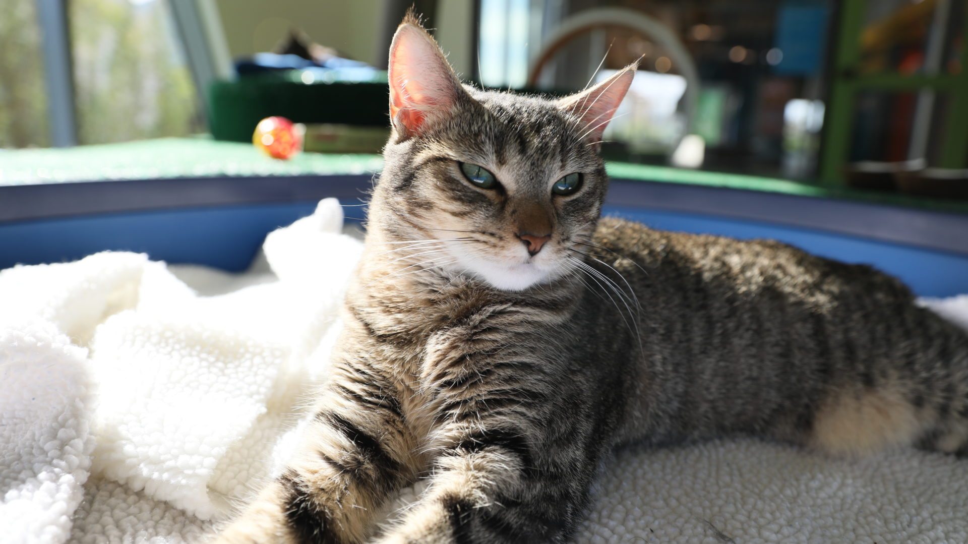 The Wallis Annenberg PetSpace - Blog - MATT Construction