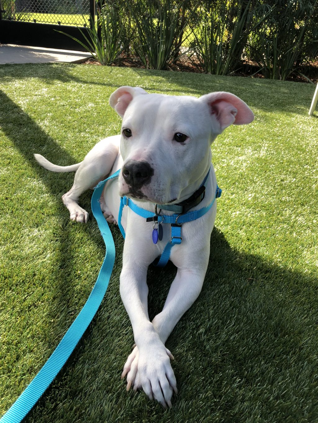 The Wallis Annenberg PetSpace - Blog - MATT Construction