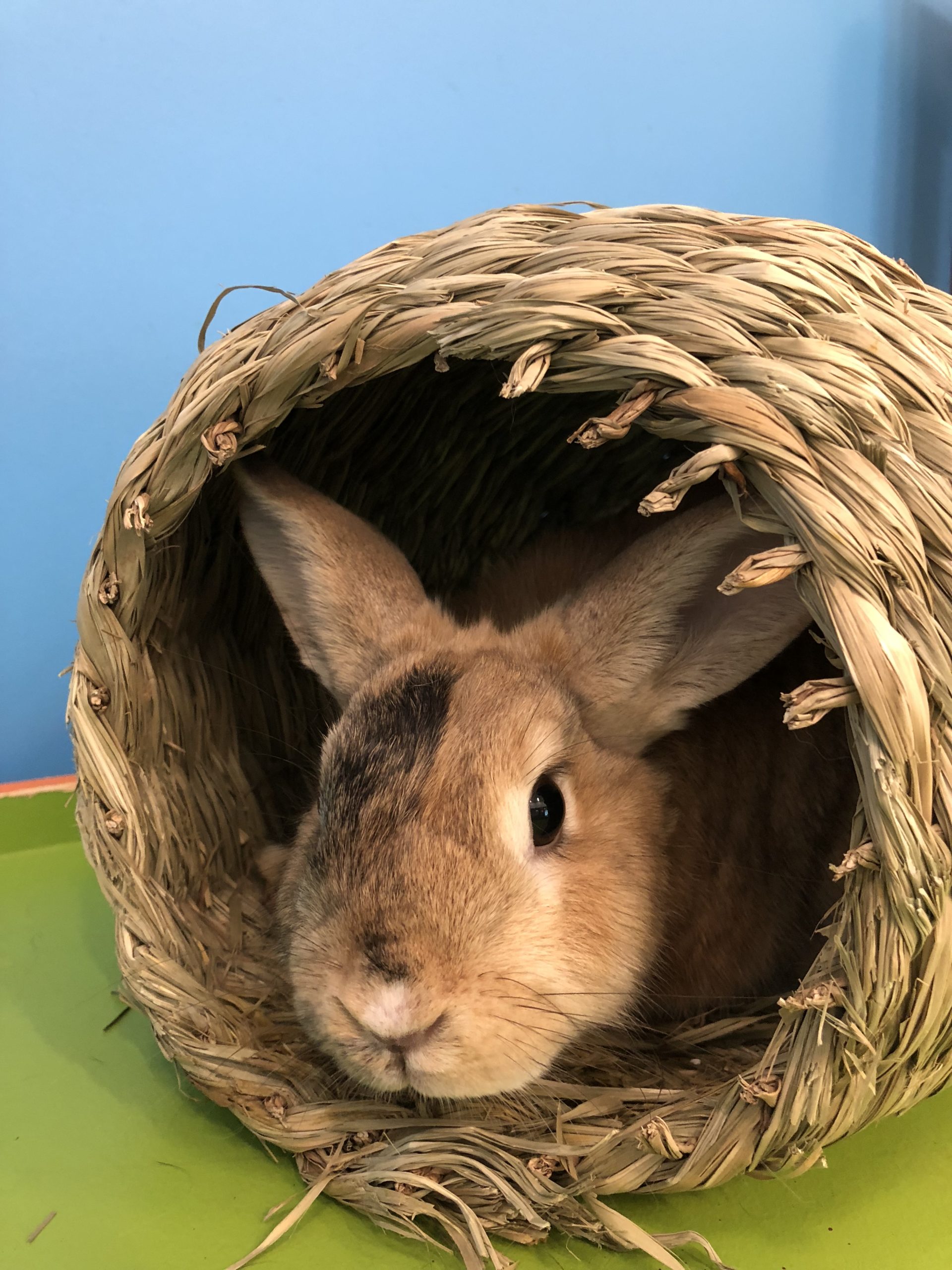 The Wallis Annenberg PetSpace - Blog - MATT Construction